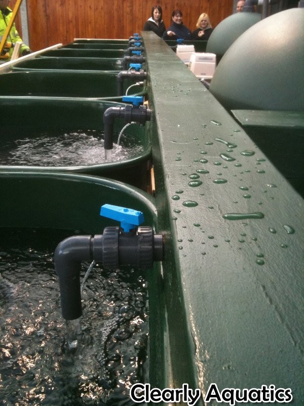 External Coldwater vats Aberdeen - Clearly Aquatics - Aquarium ...